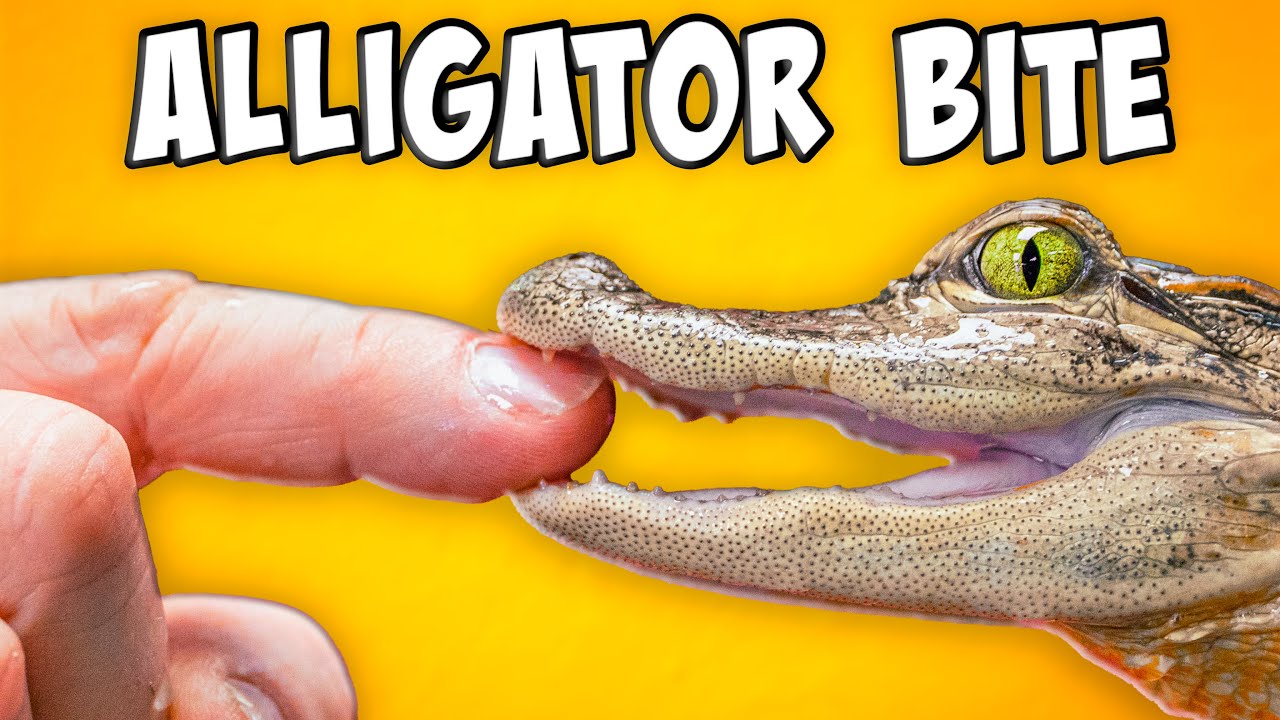 Alligator Bites!! Ouch!! - YouTube