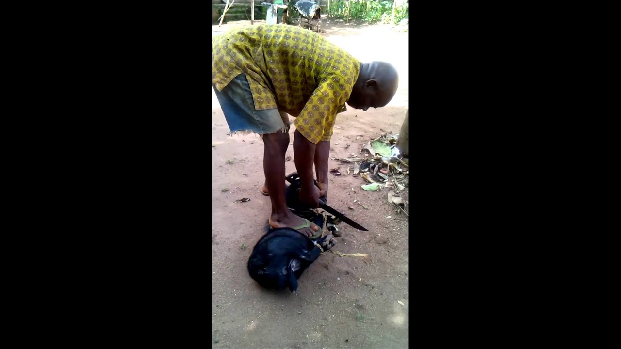 The Slaughtering of a Goat - YouTube