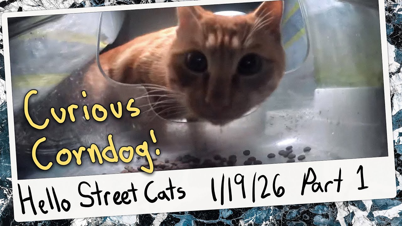 Curious Corndog Cat Examines Auspicious Restaurant! 😺💞 Hello Street Cat ...