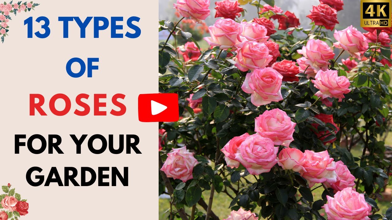 13 Types of Roses for Your Garden | Indoor Rose Plants - YouTube