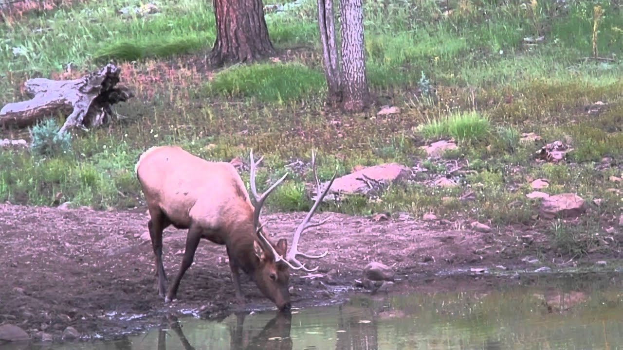 2010 Arizona Archery Elk Hunt 6x6 Bull - YouTube