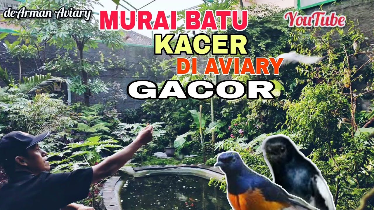 MURAI BATU DAN KACER DI AVIARY BUNYI MERDU || deArman Aviary Jogja ...
