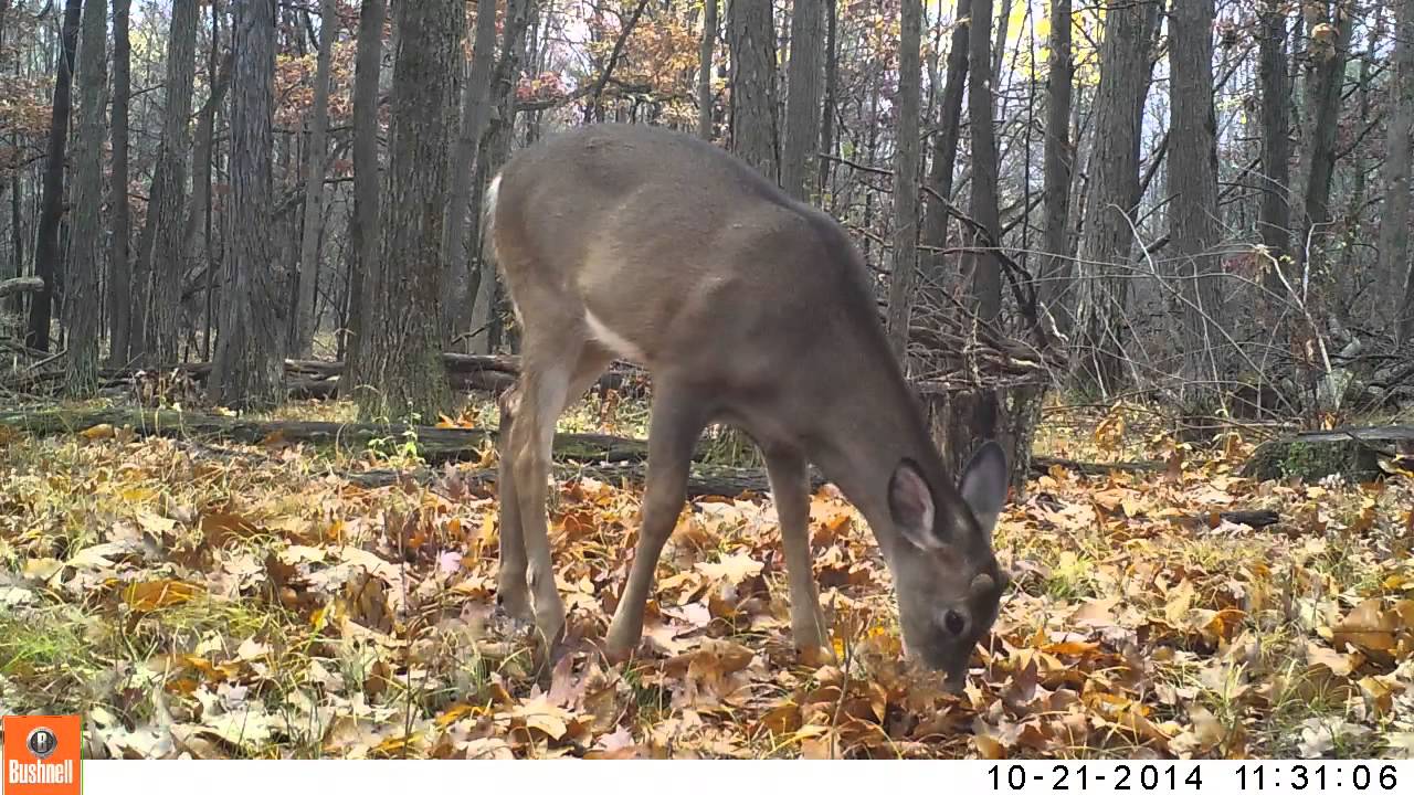 Button Buck 26, Steuben Cty, NY - YouTube