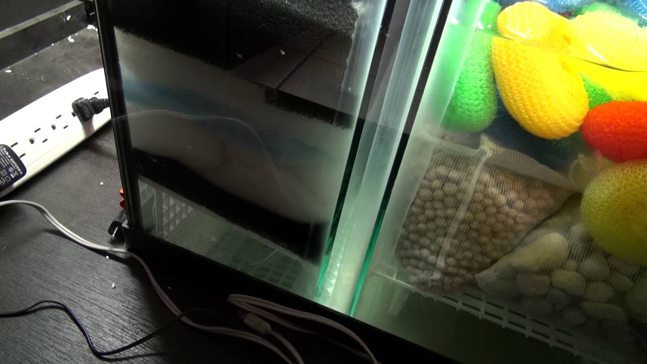 55 Gallon Freshwater Sump Setup - YouTube