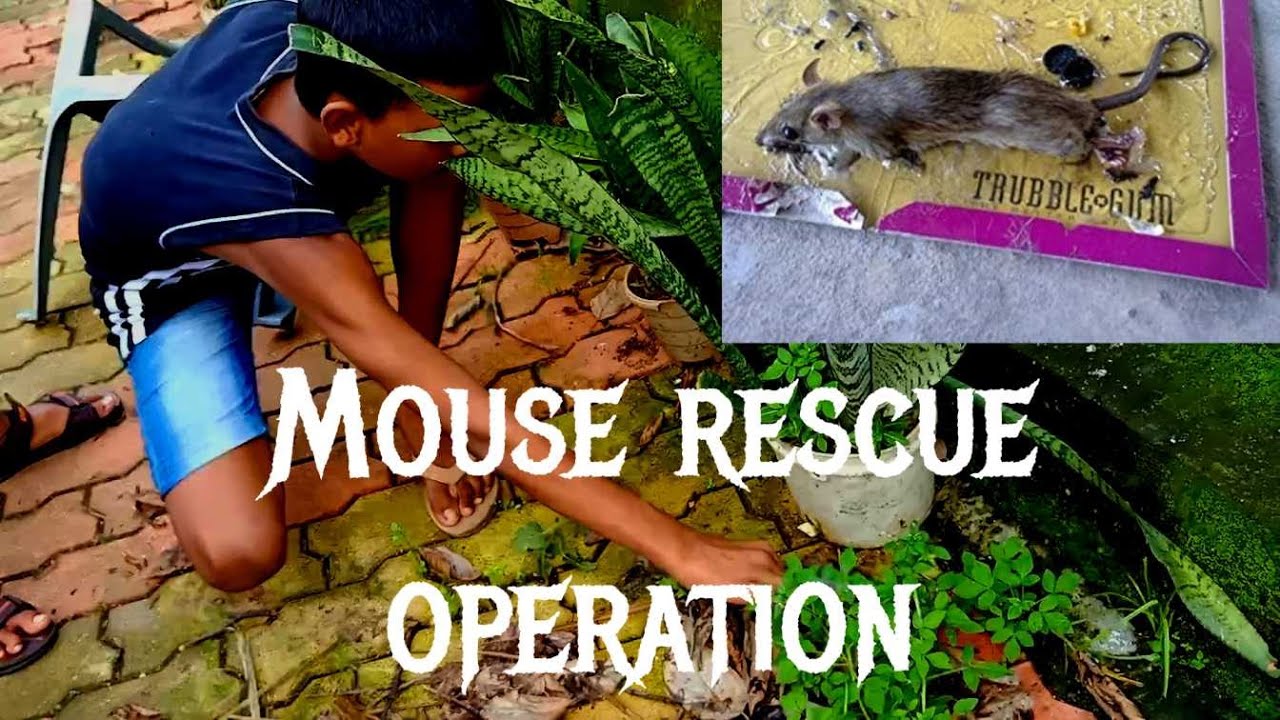 Mouse Rescue Operation |उंदराचे प्राण वाचविले | By rescue team At ...