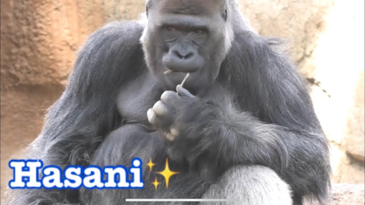 Gorilla 💎 Hasani and Jabari 💎 peaceful day 💎 Los Angeles Zoo - YouTube