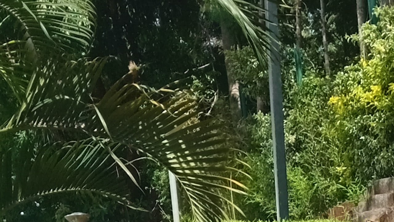 Mr Simiyu Live Stream - YouTube