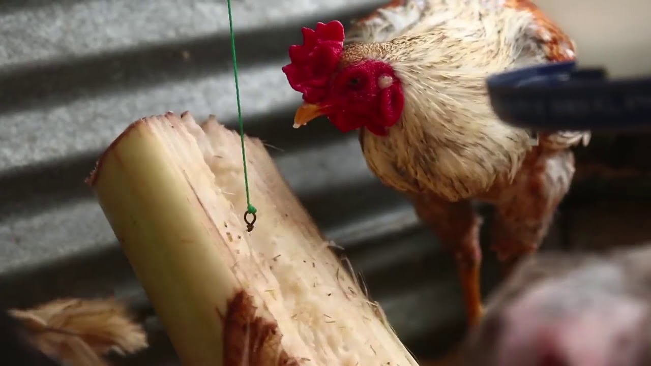 Producing native chicken for Market - YouTube