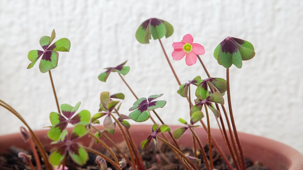 Flor de trevo - YouTube