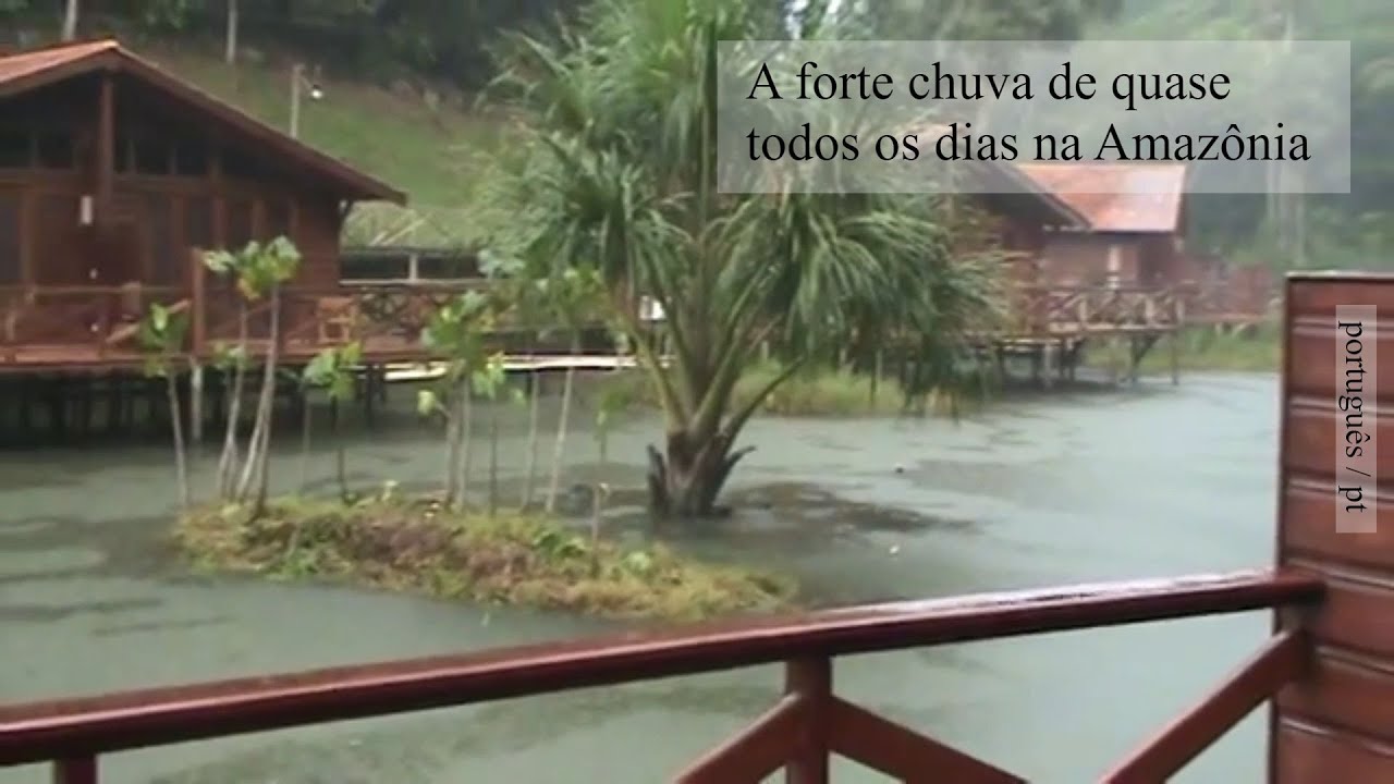 Chuva forte na floresta tropical brasileira - YouTube