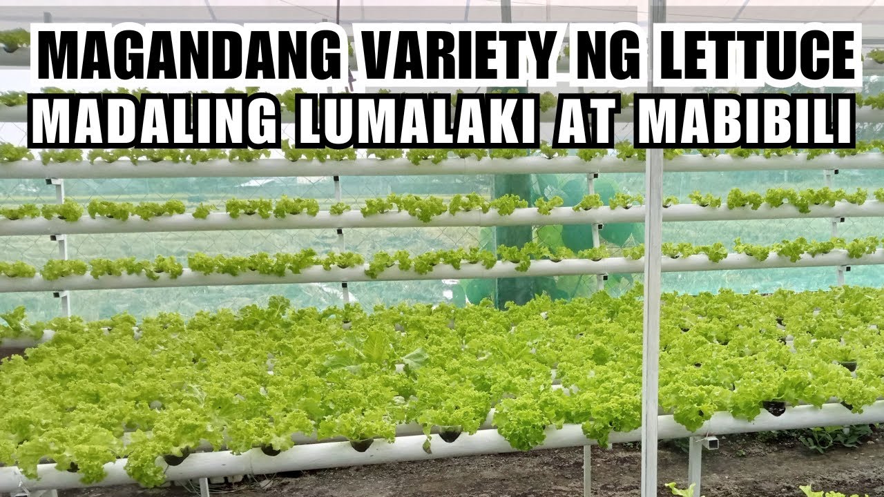 Growing Lettuce at Home | Easy Hydroponic Method - YouTube