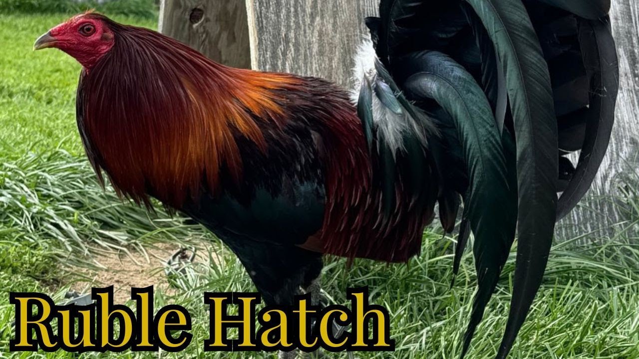 Beautiful Pure Ruble Hatch Cardinal Kelso Sweater Albany James ...