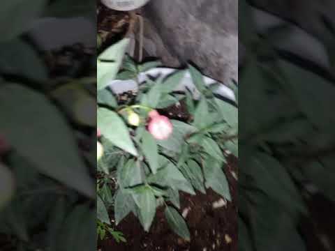 heyetimdeki gullerim