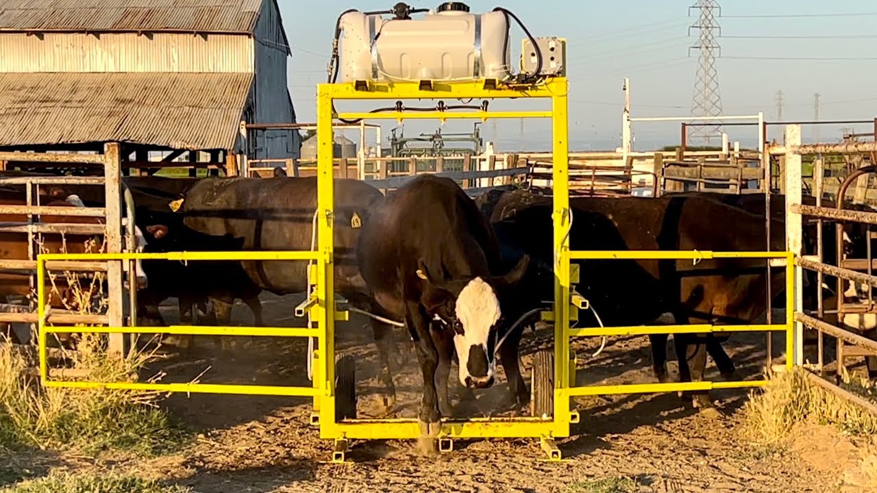Training Cows to Use the Fussel Farms Cow Sprayer! - YouTube
