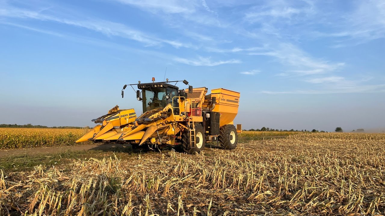 [GoPro] OXBO 2480 I SWEET CORN HYBRID HARVEST I CSEMEGE HYBRID ...