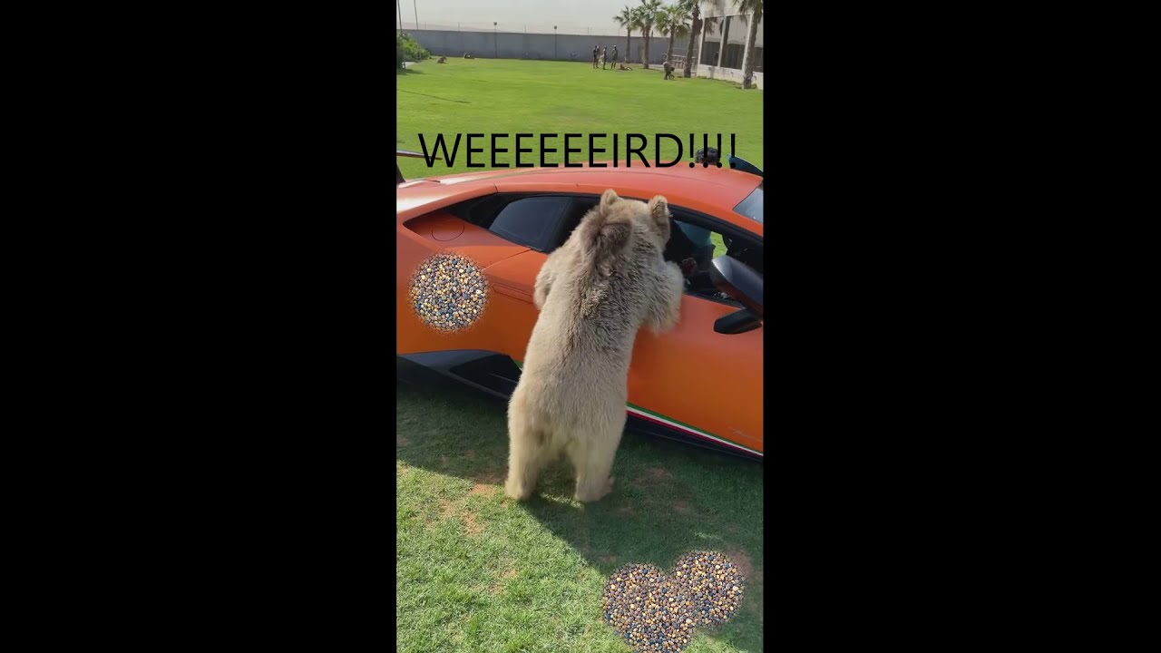 #1 - FUNNY COMPILATION - Weird but Funny - 30 RANDOM Short VIDEO - YouTube