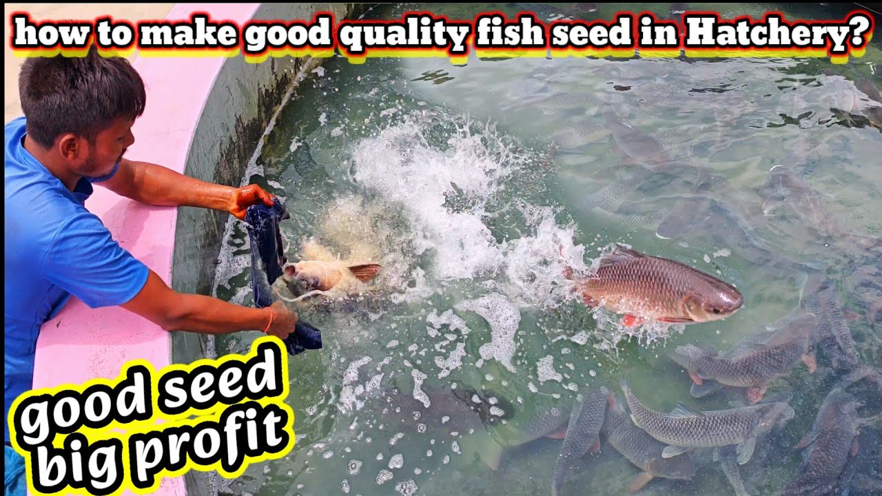 how to make good quality fish seed in fish hatchery / good quality fish ...