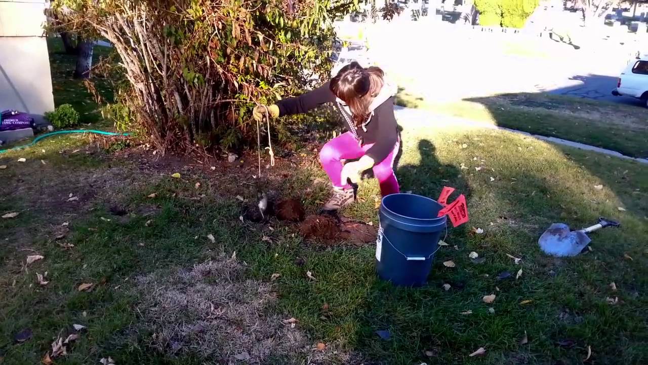 How To Get Rid of Gophers #1 - YouTube