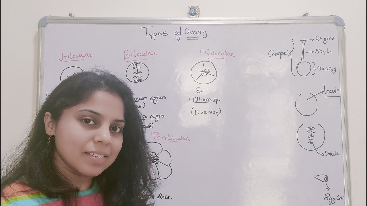 Types of Ovary on the basis of Locules | Unilocular | Bilocular ...
