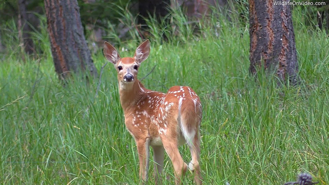 Beautiful Whitetail Deer Fawns and Young Bucks - YouTube