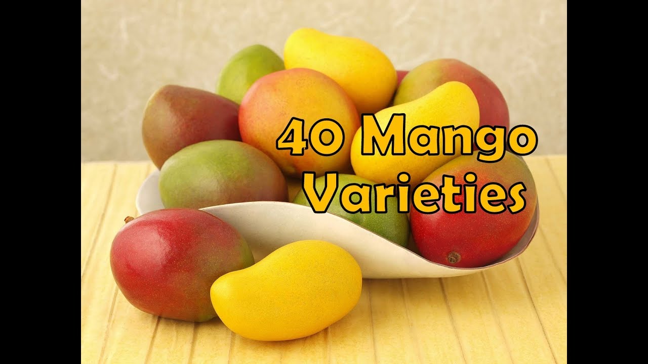 40 Mango Varieties - 40 மா ரகங்கள் - YouTube