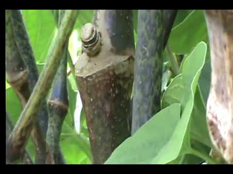 Hawaiian Awa farm, Kava - YouTube