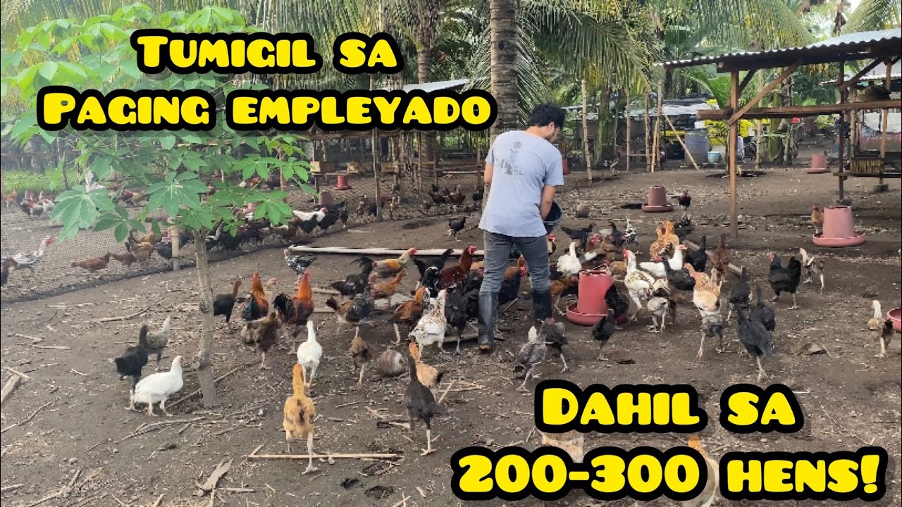 HUMINTO KANA SA TRABAHO AT MAG ALAGA NG 200-300 HENS! - YouTube