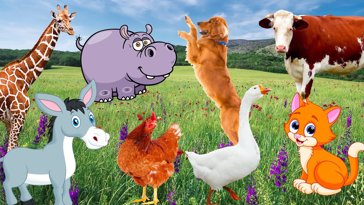 Pictures of animals playing, animal sounds: dogs, cats, cows, horses ...