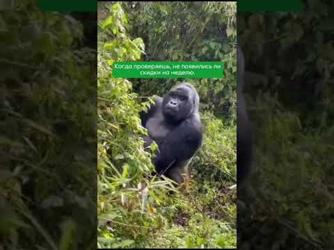 маймунлар хам сикидка кутишаркан!