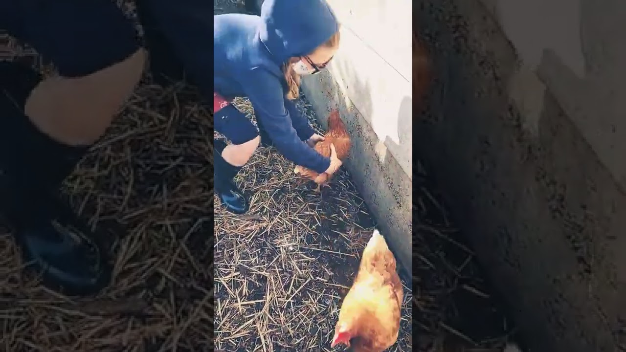 Rob The Chicken - YouTube