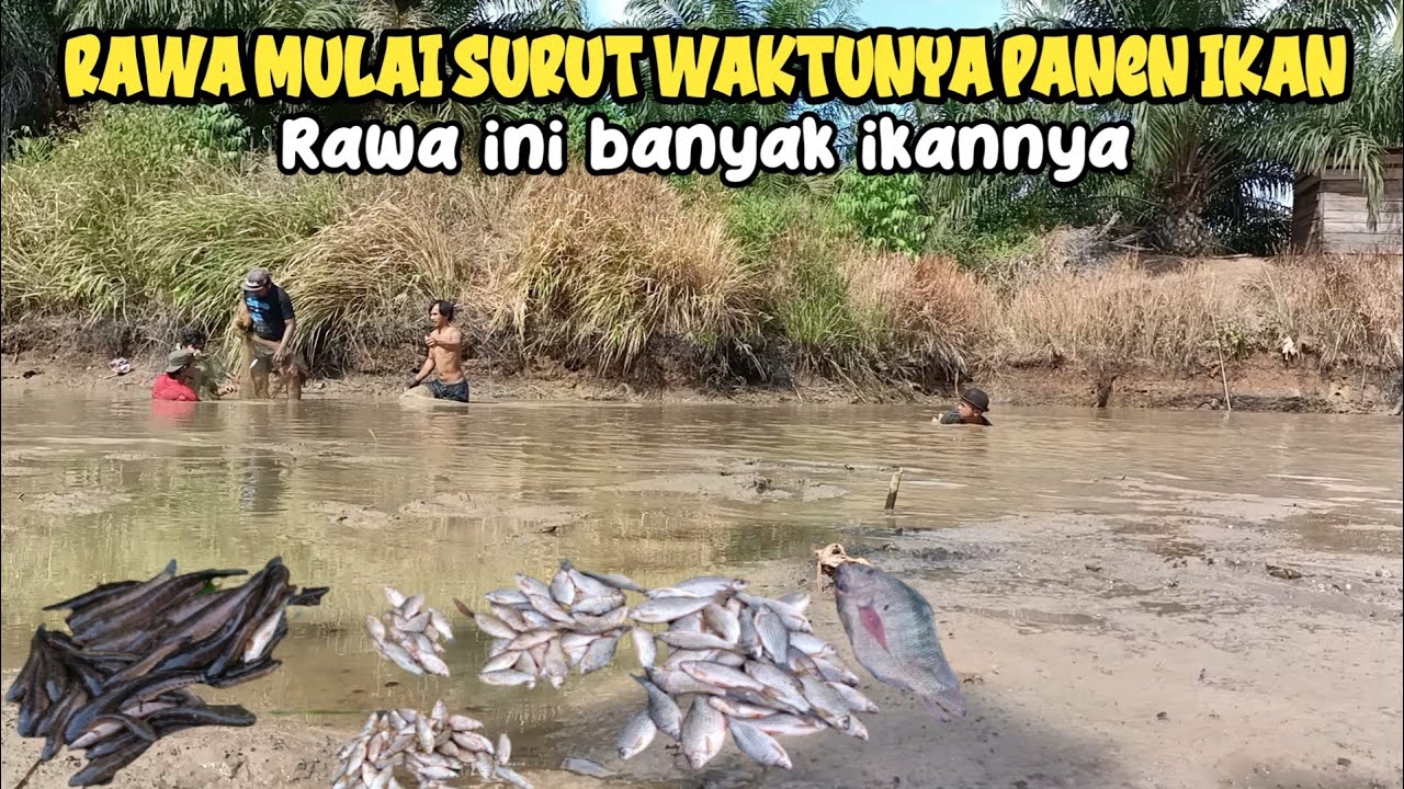Air rawa semakin surut panen ikan pun terjadi || dapat ikan nila babon ...