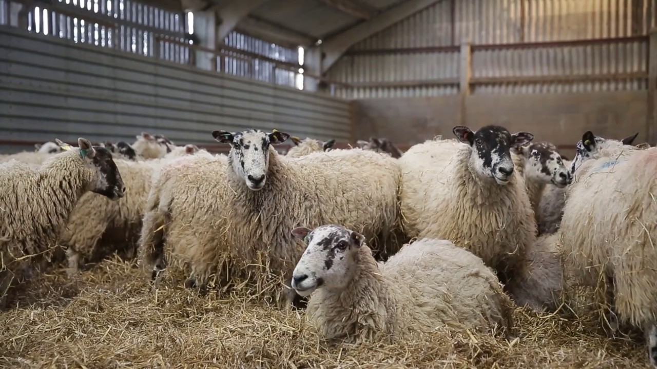 Charollais Sheep - YouTube