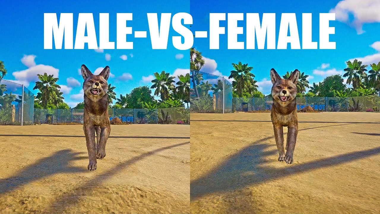 Coyote A Male vs Female Speed Race in Planet Zoo - YouTube