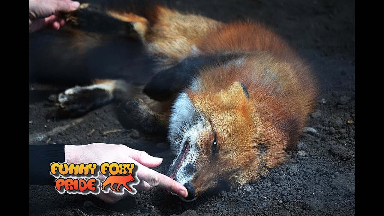 Lady FireFox Loves Her Belly Rubs - YouTube