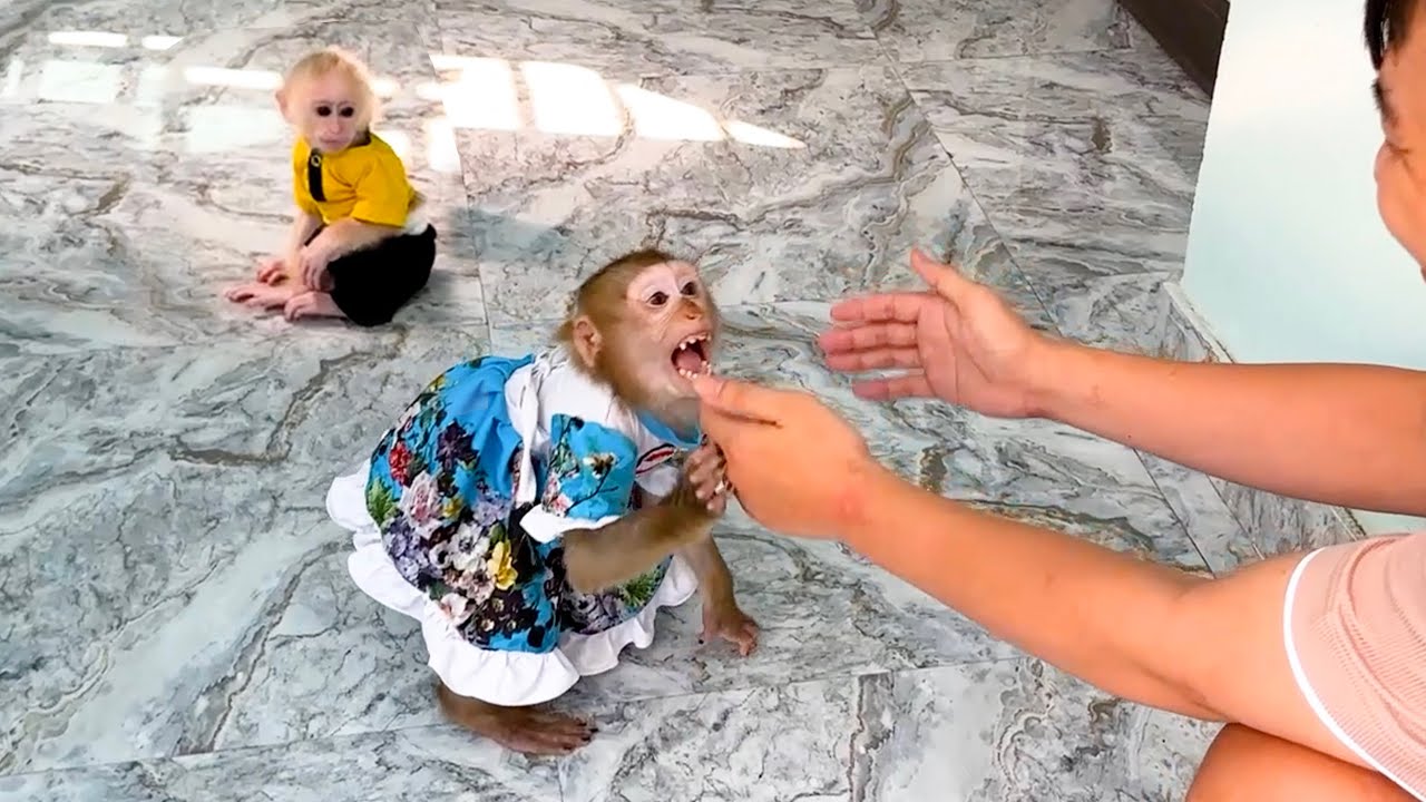 Monkey Kaka prevents strangers from approaching Monkey Mit - YouTube