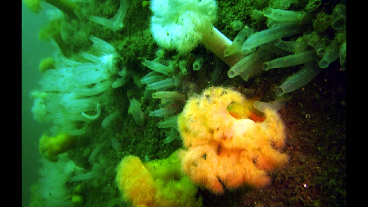 StrathScuba dive the SS Breda near Oban - YouTube