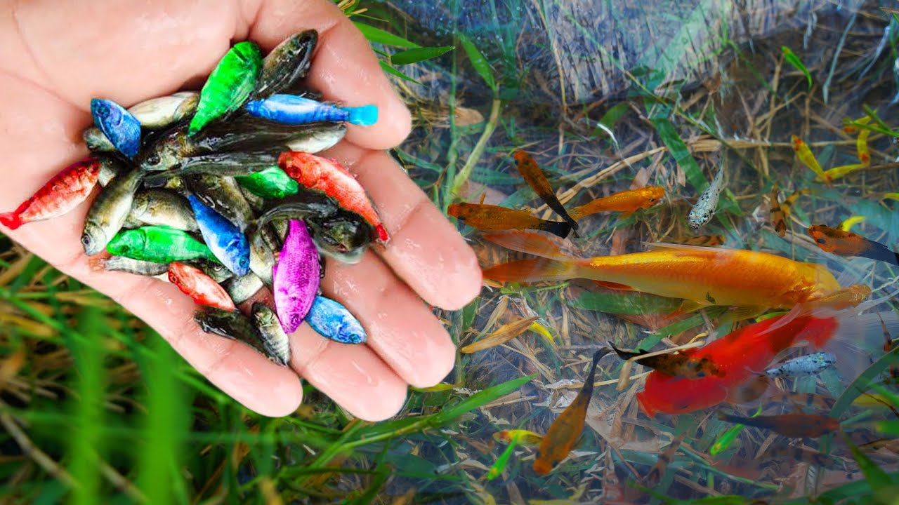 Catch small decorative fish nesting in colorful surprise eggs, sailfish ...