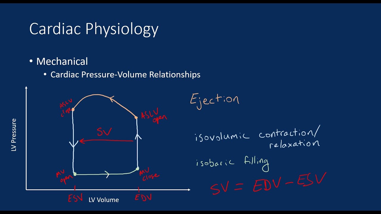 MCAT Cardiovascular System pt. 2 - YouTube