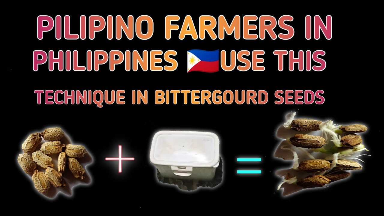 PILIPINO FARMERS IN PHILIPPINES USE THIS TECHNIQUE IN BITTERGOURD SEEDS ...