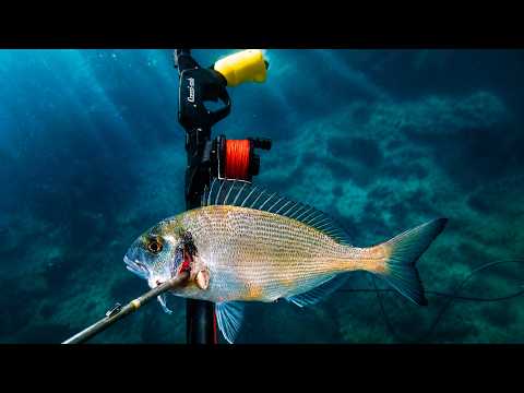 Heatwave Spearfishing Croatia - Murky Waters & New Setup June 2026 4K 🇭🇷