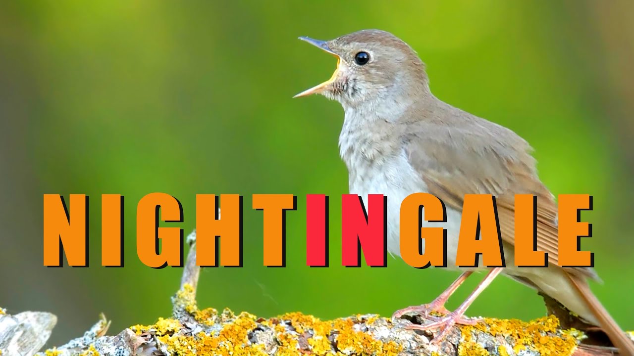 NIGHTINGALE bird singing, most beautiful birds sounds. Birds chirping ...