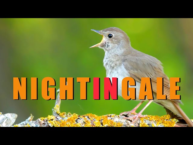 Nightingale Singing At Night