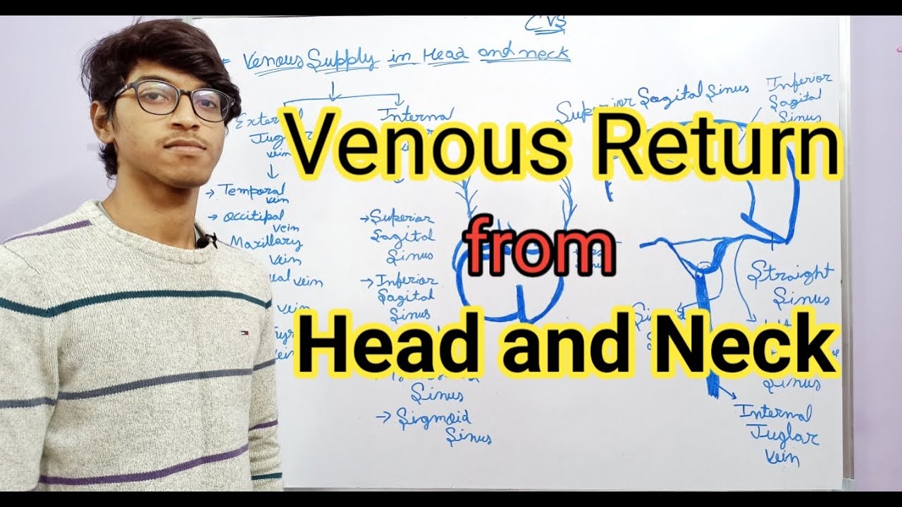 Anatomy & Physiology!! Venous Return Form Head And Neck !! BY Target ...