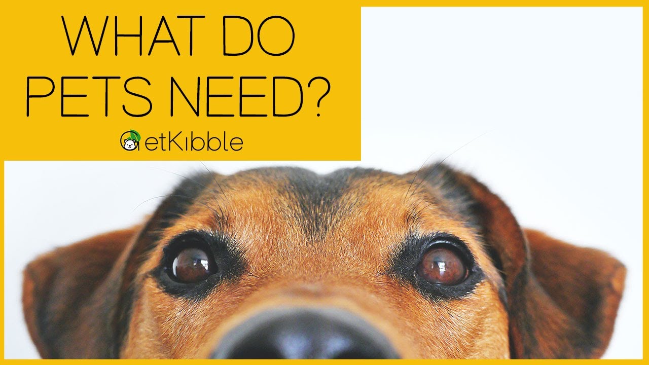 What Do Pets Need? - YouTube