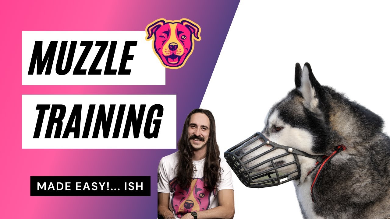 How to Muzzle Train your dog - YouTube