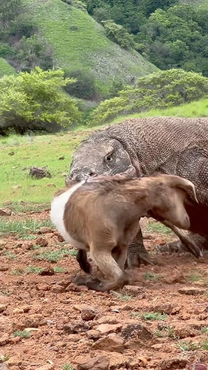 New😱Komodo swallows goat whole - YouTube