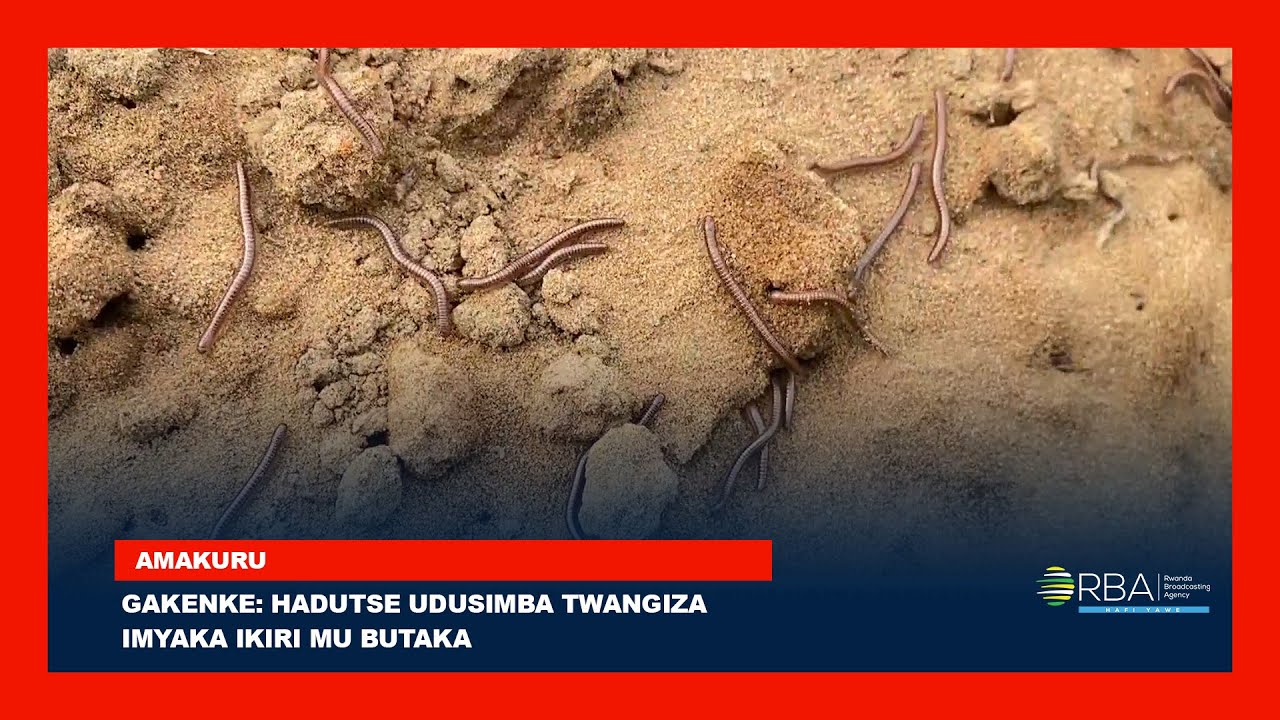 Gakenke: Hadutse udusimba twangiza imyaka ikiri mu butaka - YouTube