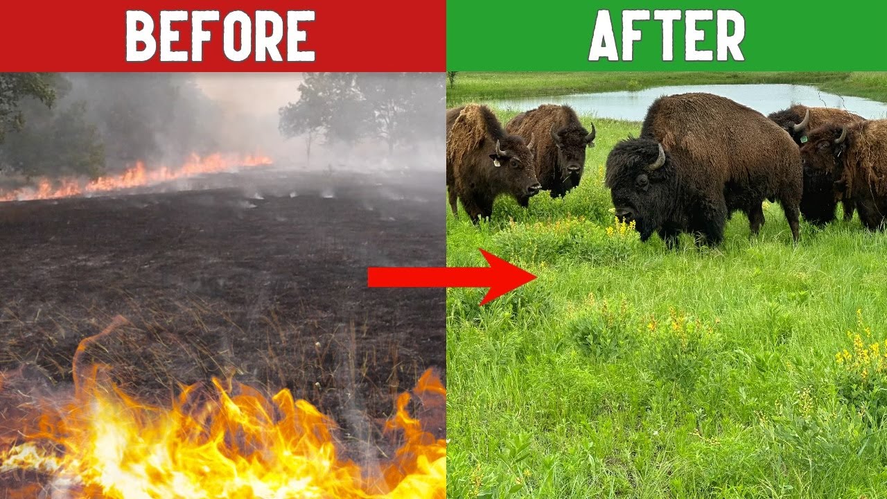 Prescribed Burn On Our Bison Ranch! (Before & After) - YouTube