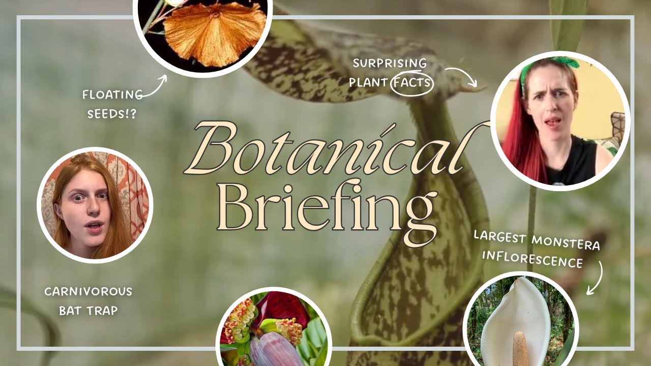 Plants That Break All the Rules | Botanical Briefings Ep. 4 - YouTube