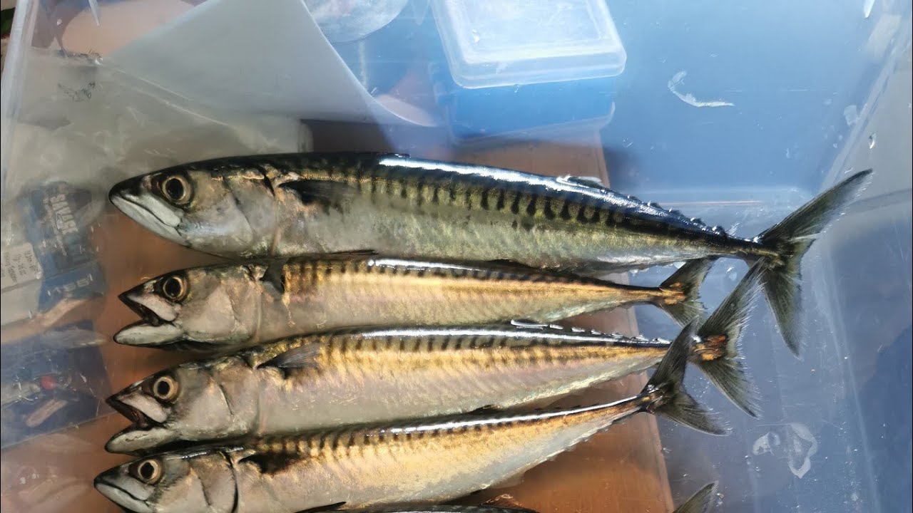 baltic sea fishing - YouTube